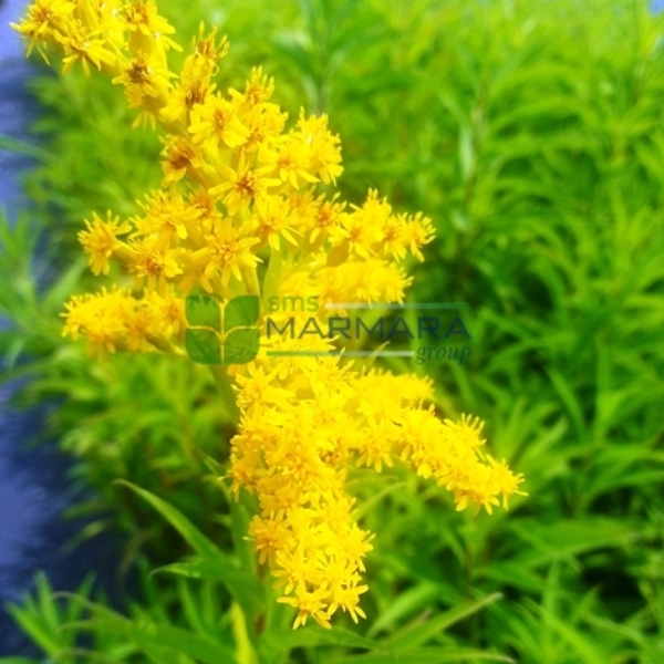 Altınbaşak otu, Altın Asa, Altın Başak, Yahudi otu,Ölmez Çiçek | SÜSBİR ...
