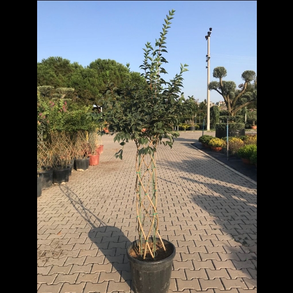 Filbahri | SÜSBİR Portal